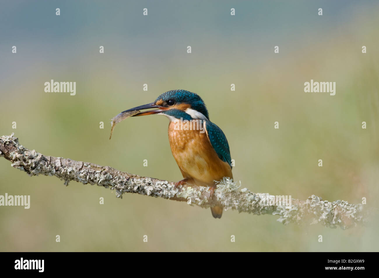 Alcedo atthis, kingfisher with fish prey on lichen covered branch Stock ...