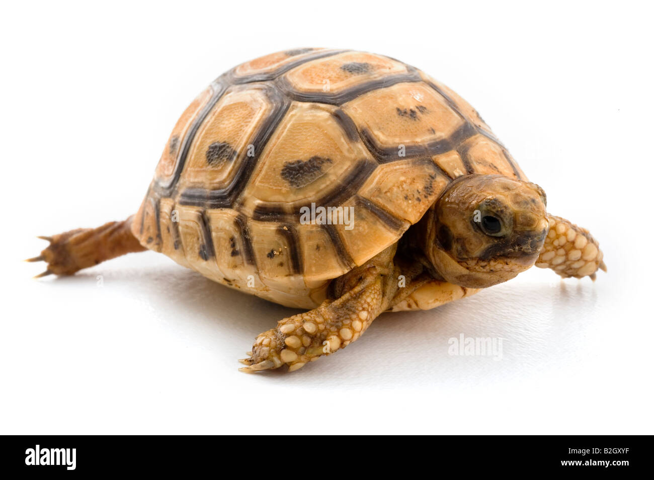 baby turtle isolated on white Stock Photo - Alamy