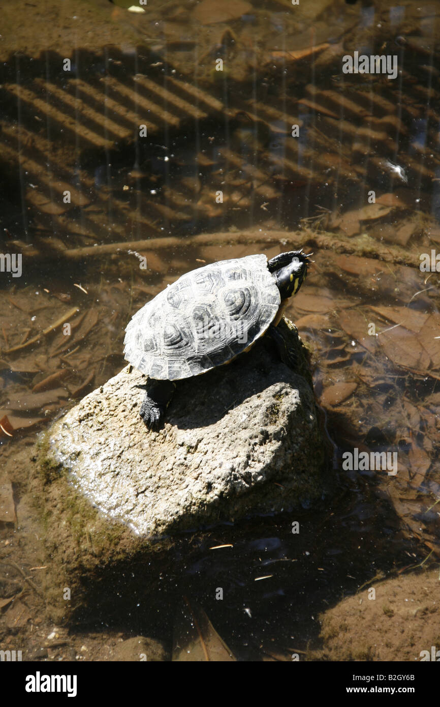 One terrapin in villa borghese park lake hi-res stock photography and ...