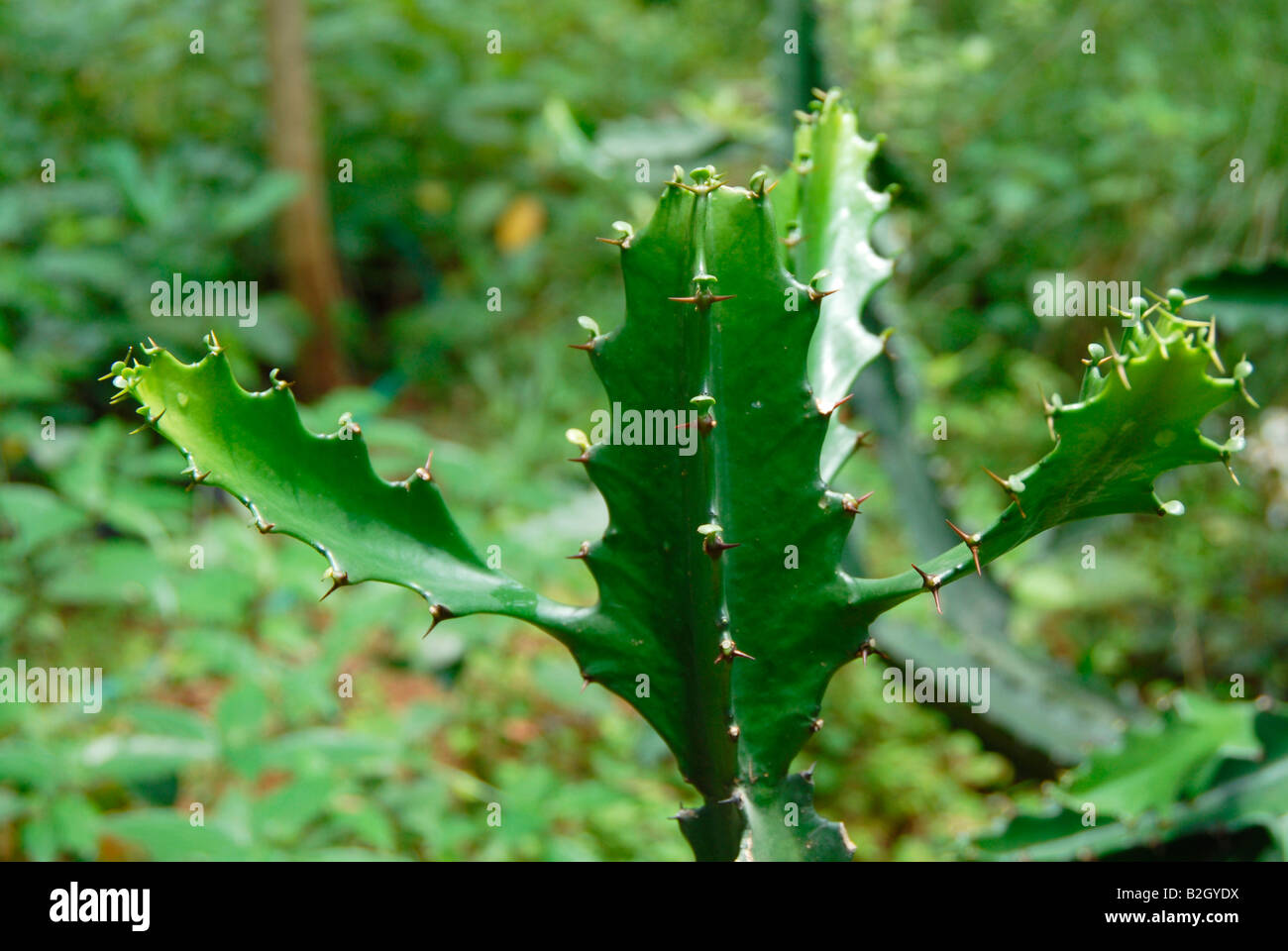India cactus hi-res stock photography and images - Alamy
