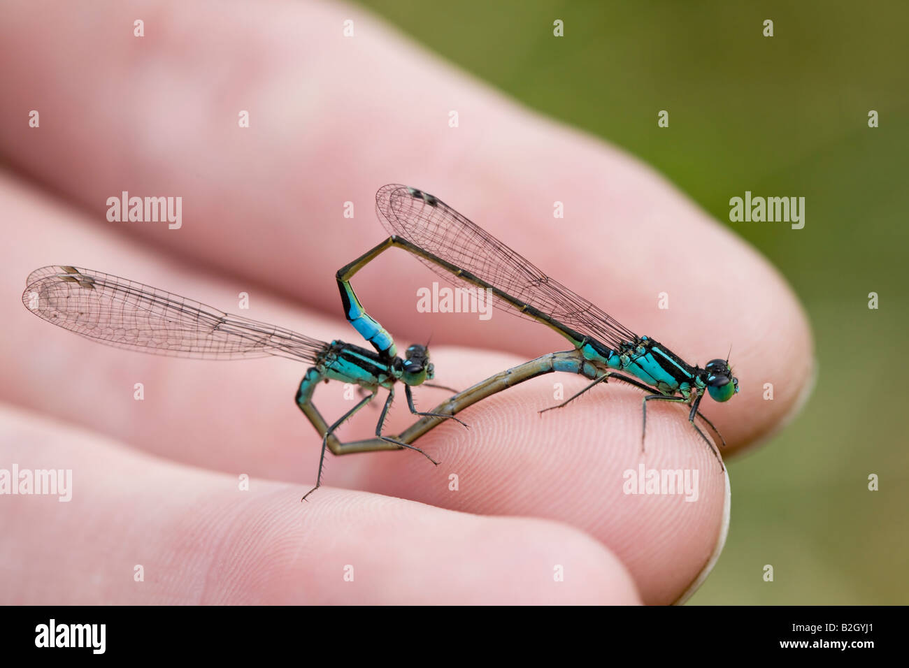 Blue-tailed Damselflies mating Stock Photo - Alamy