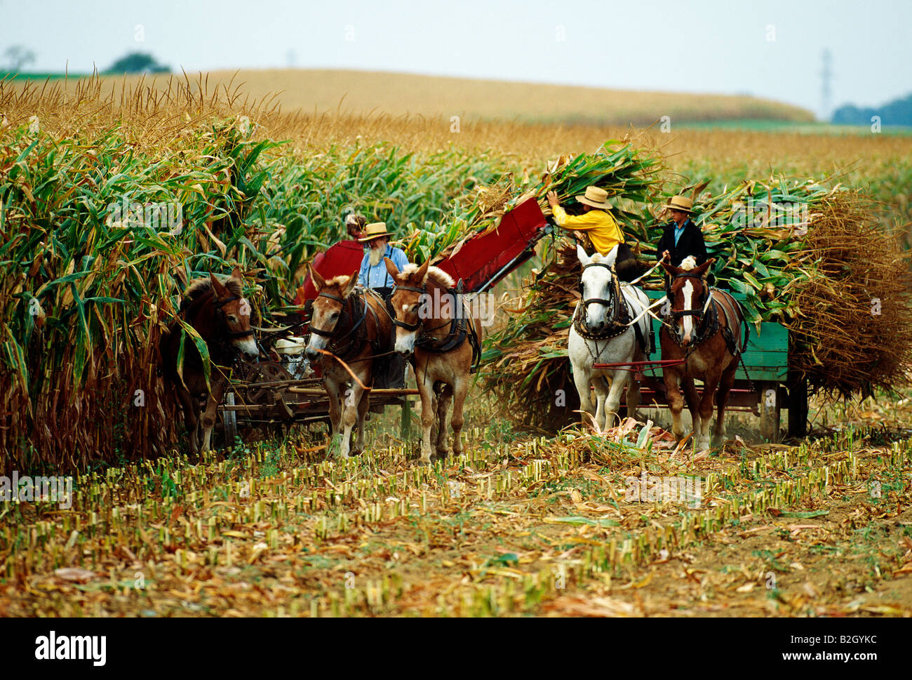 Amish farmer harvesting corn in the fields with a horse drawn wagon ...
