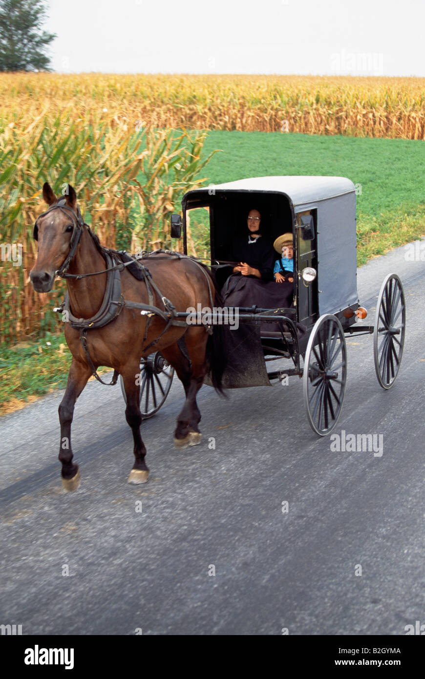 Amish woman driving a buggy hi-res stock photography and images - Alamy