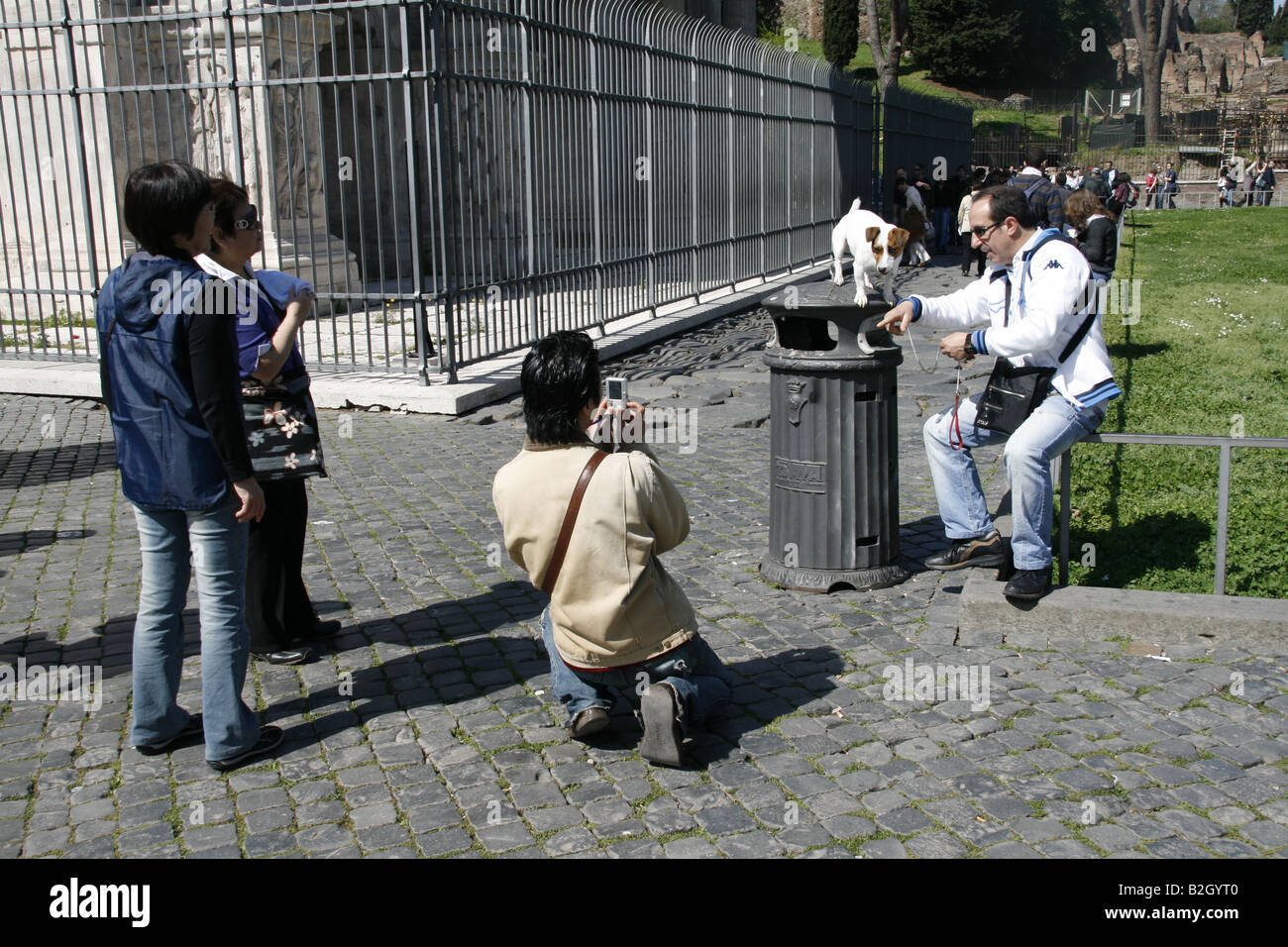 jack russell dog standing on top of litter bin in rome, italy Stock ...