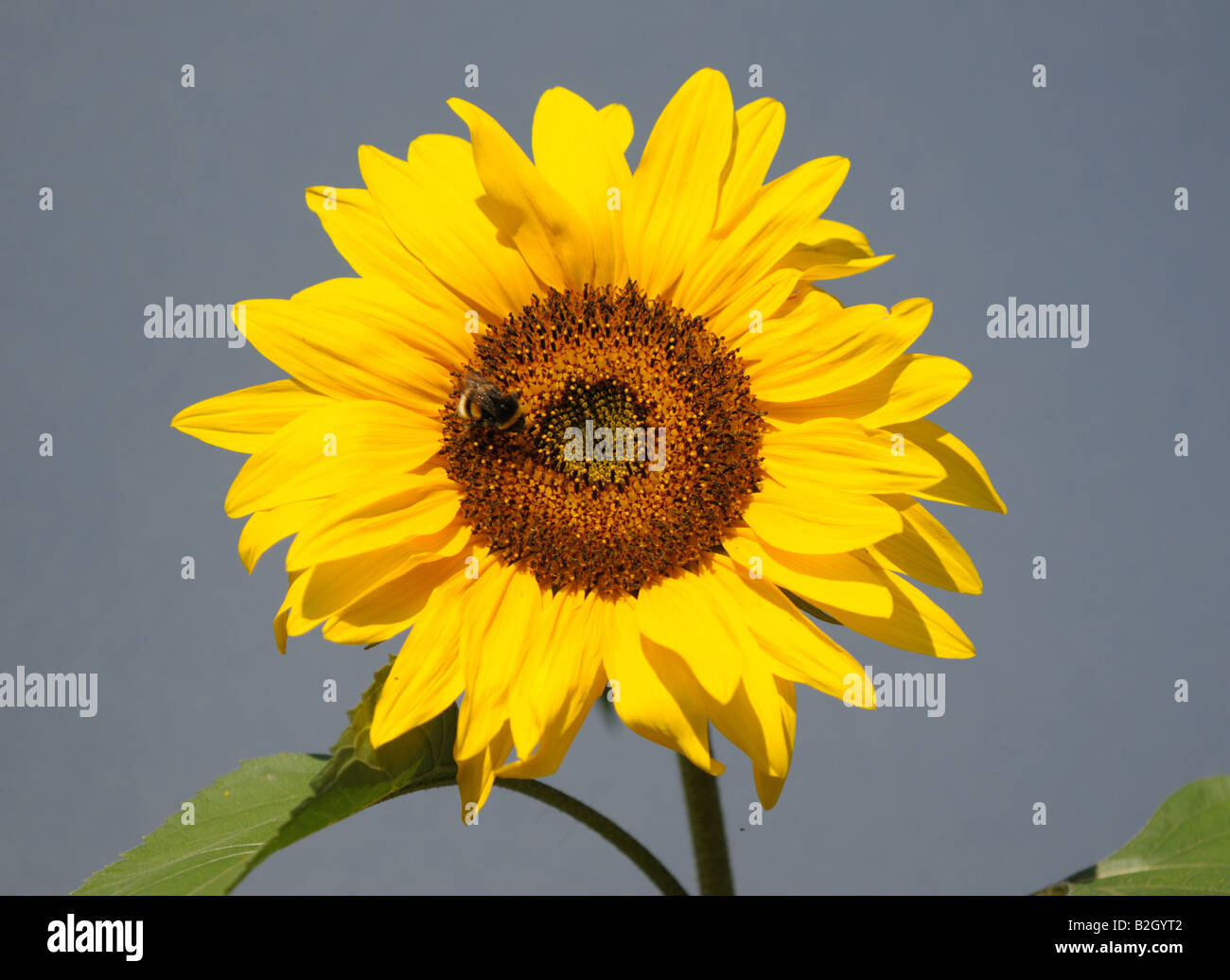 Sunflower heads in the sunshine with bees against a plain background ...