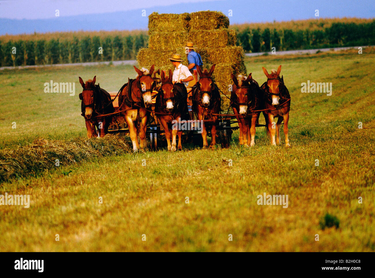 Amish farmer working in the fields with a horse drawn wagon Stock Photo ...
