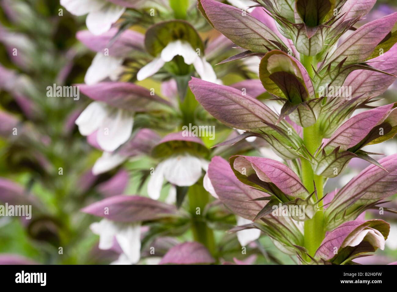 Bears breeches acanthus spinosus hi-res stock photography and images ...
