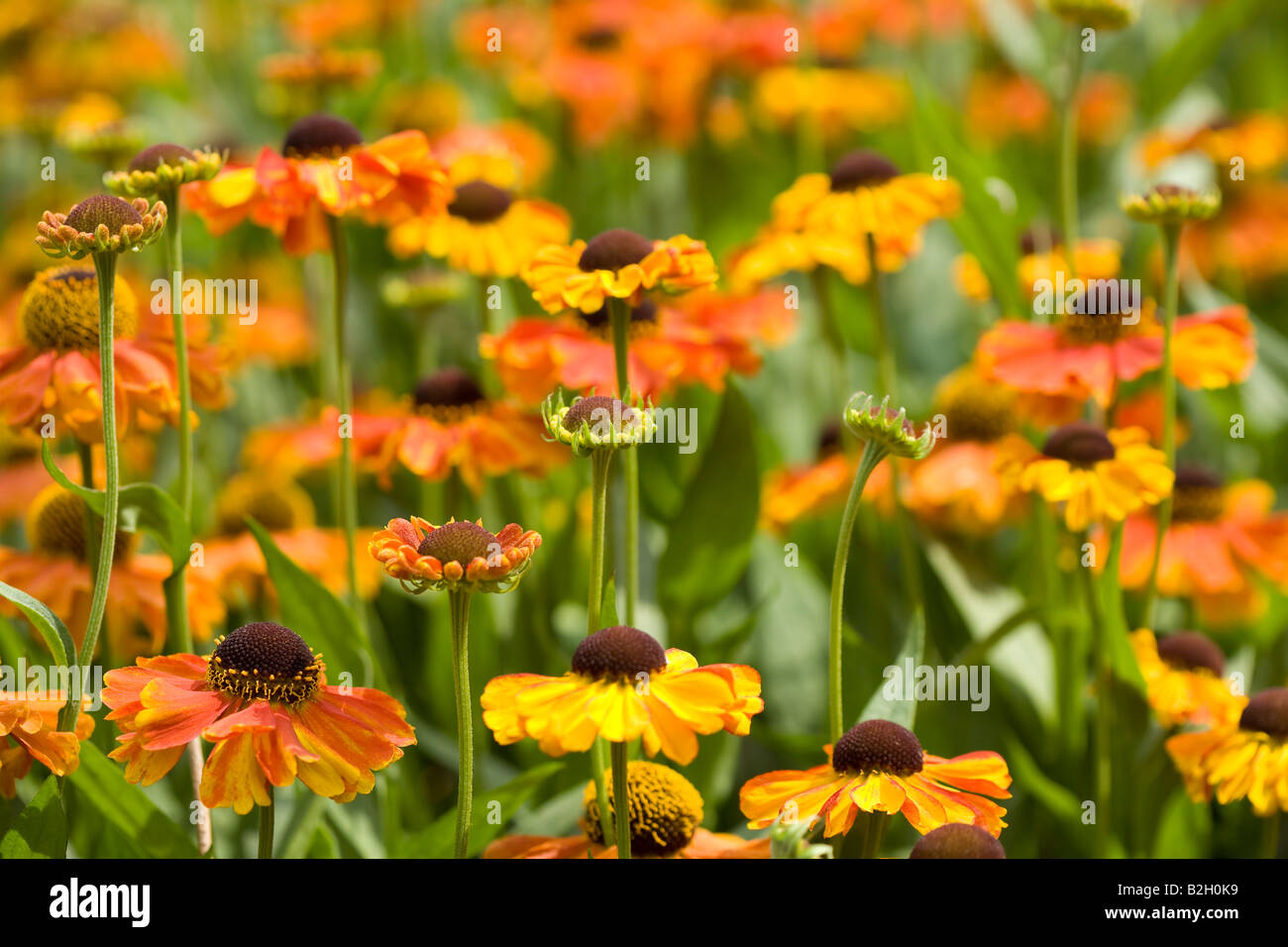 Helenium 'Sahin's Early Flowerer' Stock Photo - Alamy