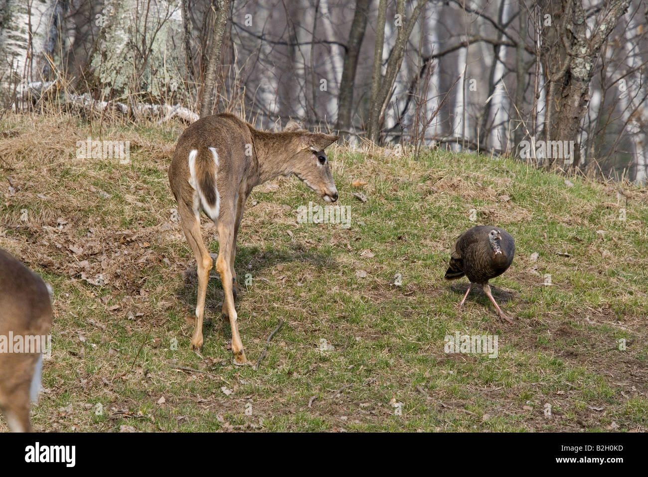 White tailed deer with hen wild turkey Stock Photo - Alamy