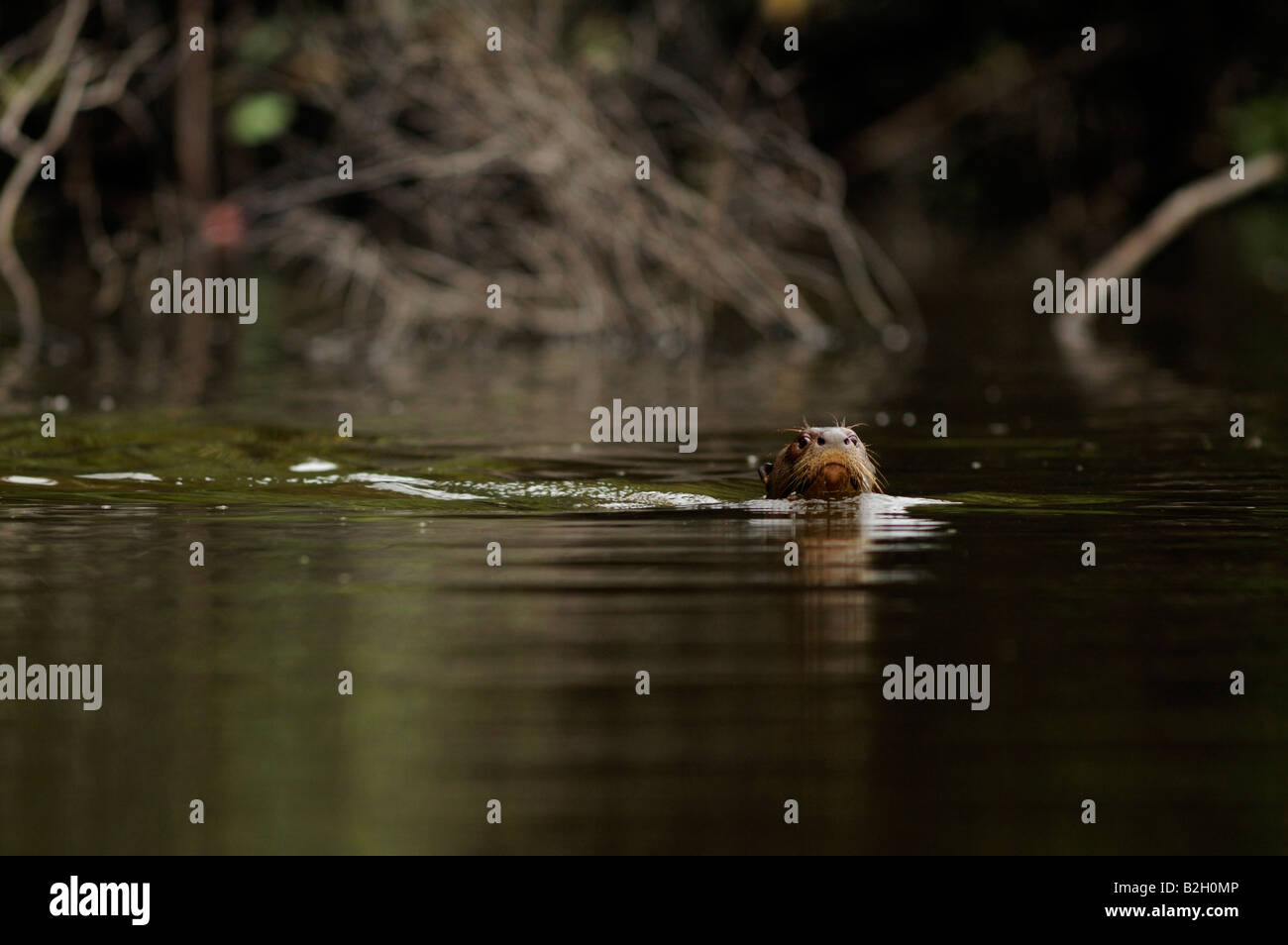 GIANT OTTERS Pteronura brasiliensis WILD, Yavari River, Amazonian Peru ...