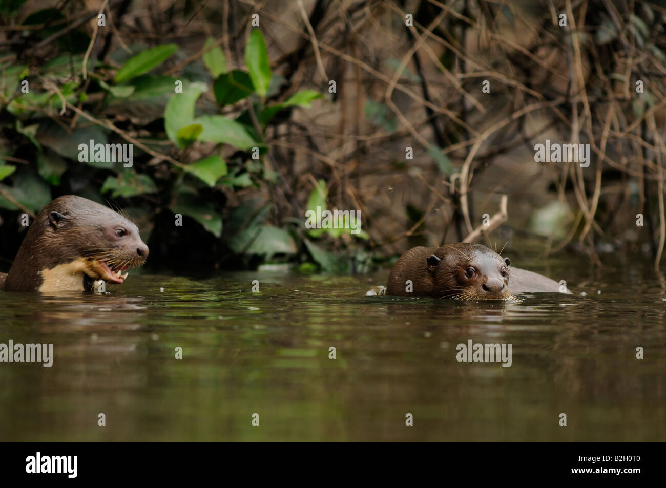 GIANT OTTERS Pteronura brasiliensis WILD, Yavari River, Amazonian Peru ...