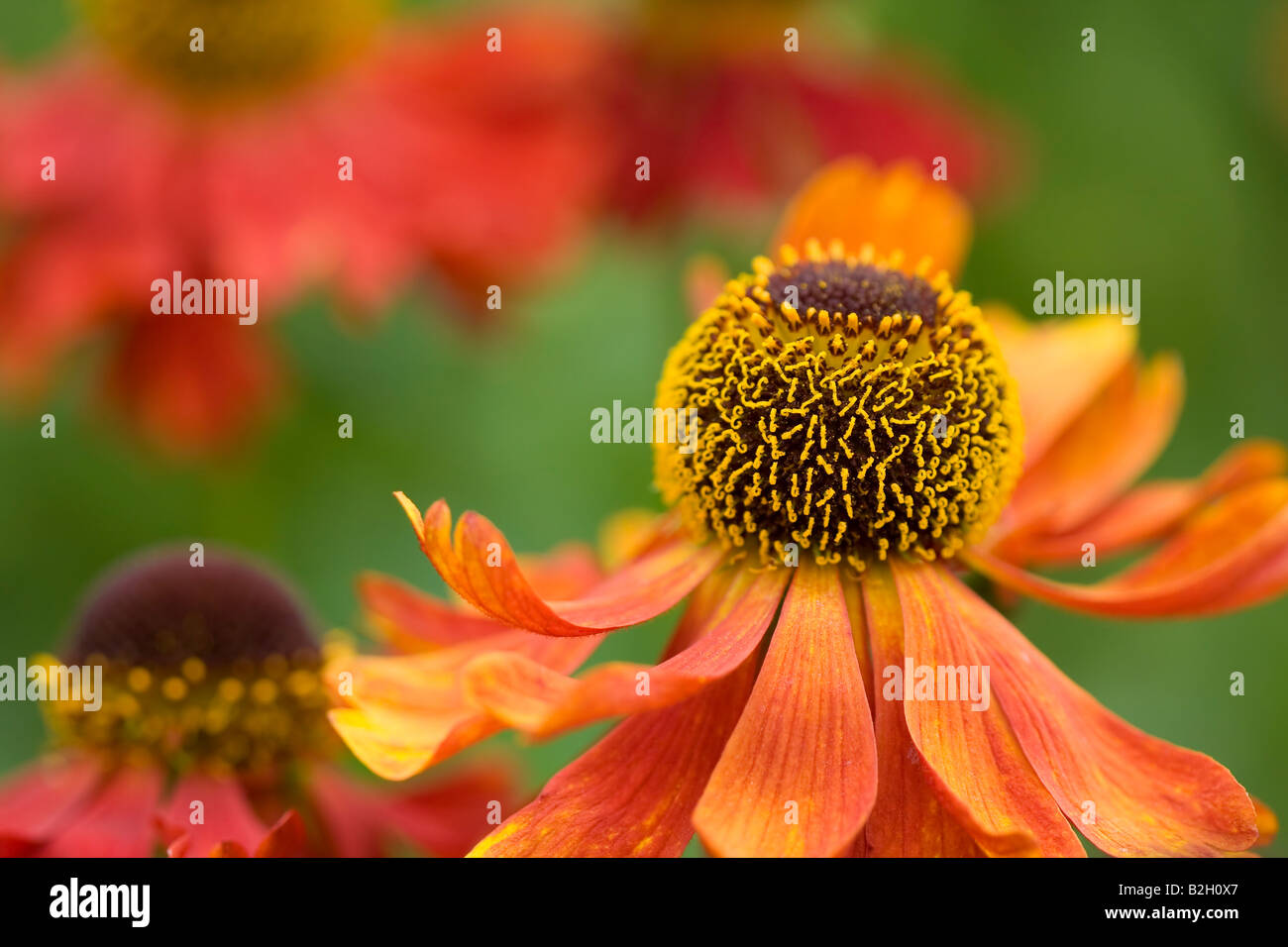Helenium 'Moerheim Beauty' Stock Photo - Alamy