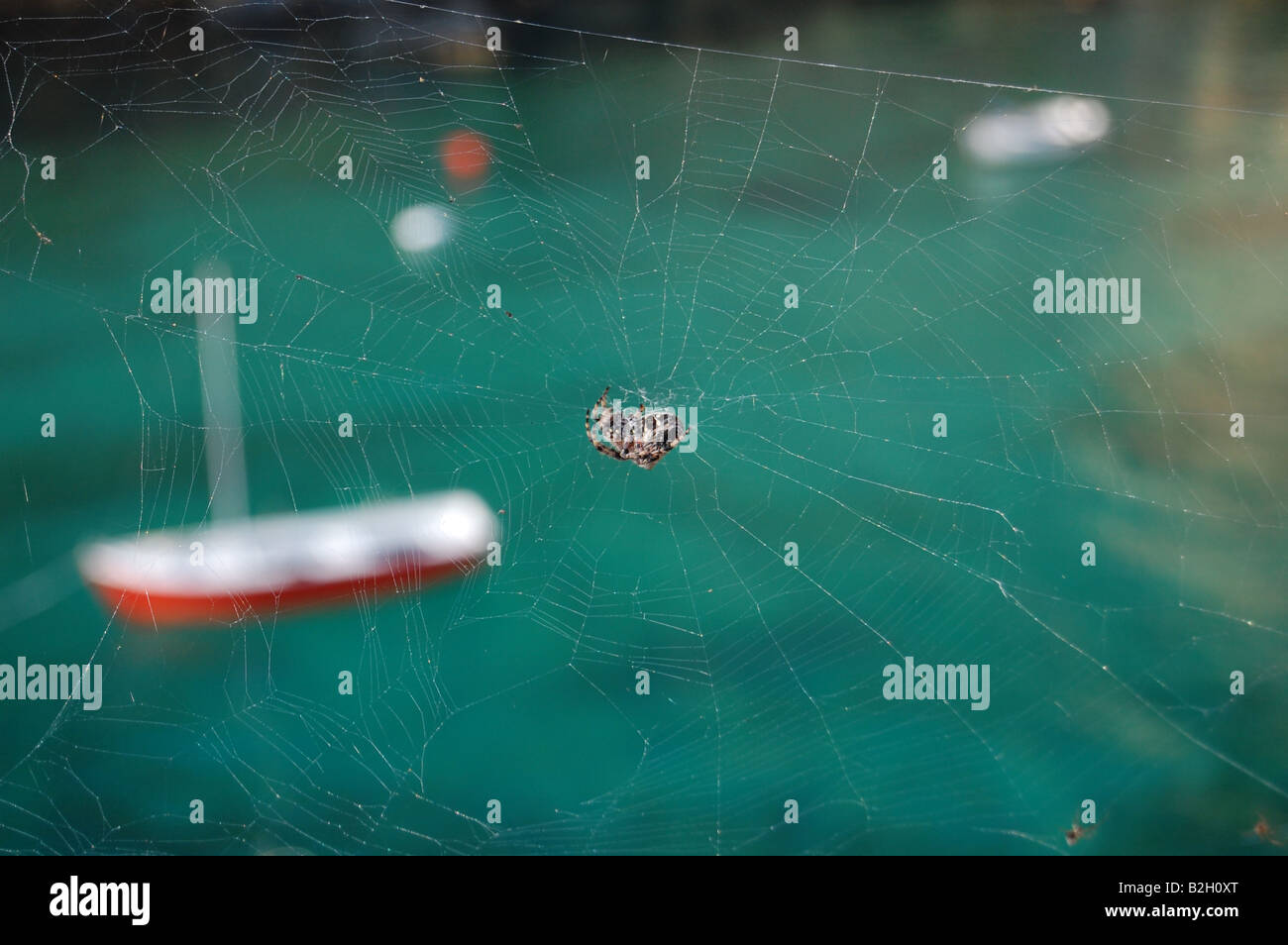 Greek spiders hi-res stock photography and images - Alamy