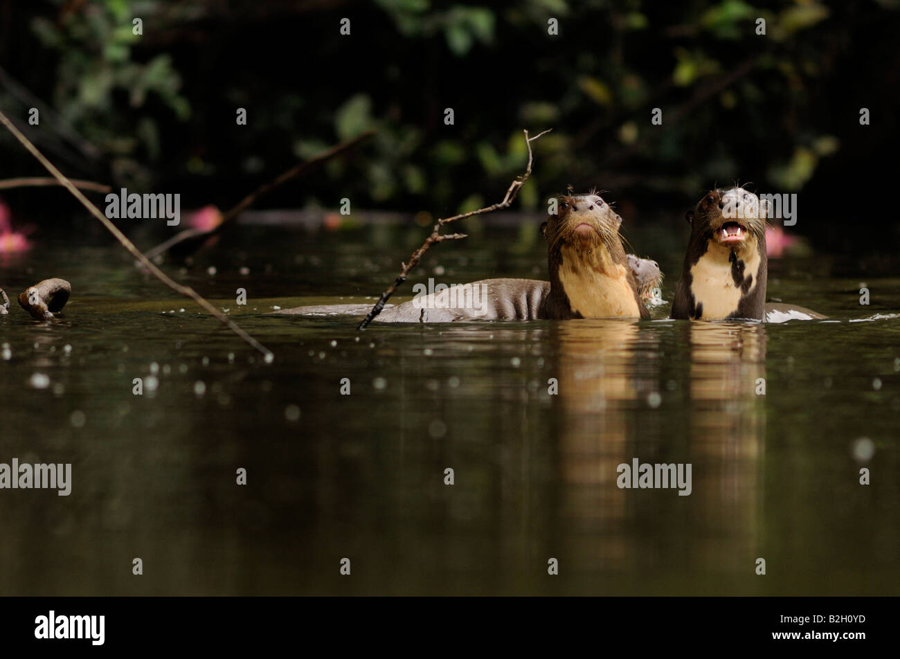 GIANT OTTERS Pteronura brasiliensis WILD, Yavari River, Amazonian Peru ...
