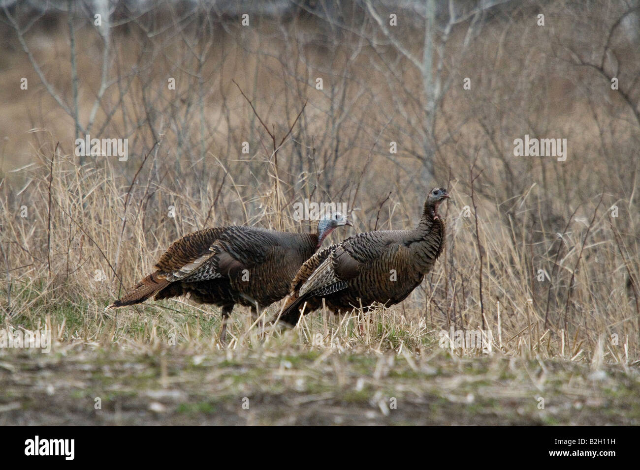 Eastern wild turkey hen Stock Photo - Alamy