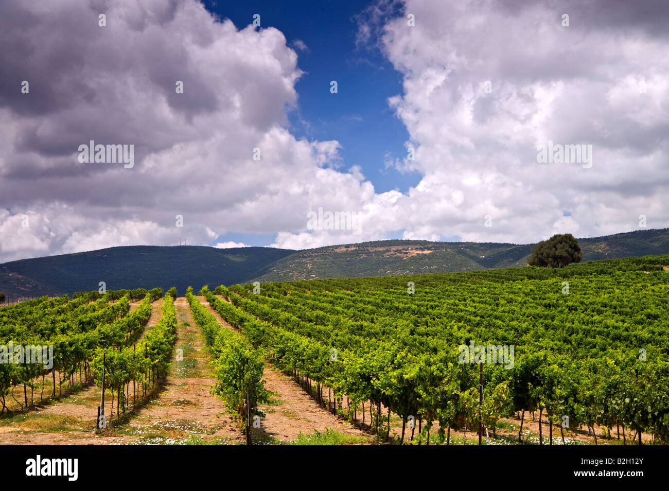 rolling vinyards in the Galilee Israel Stock Photo - Alamy