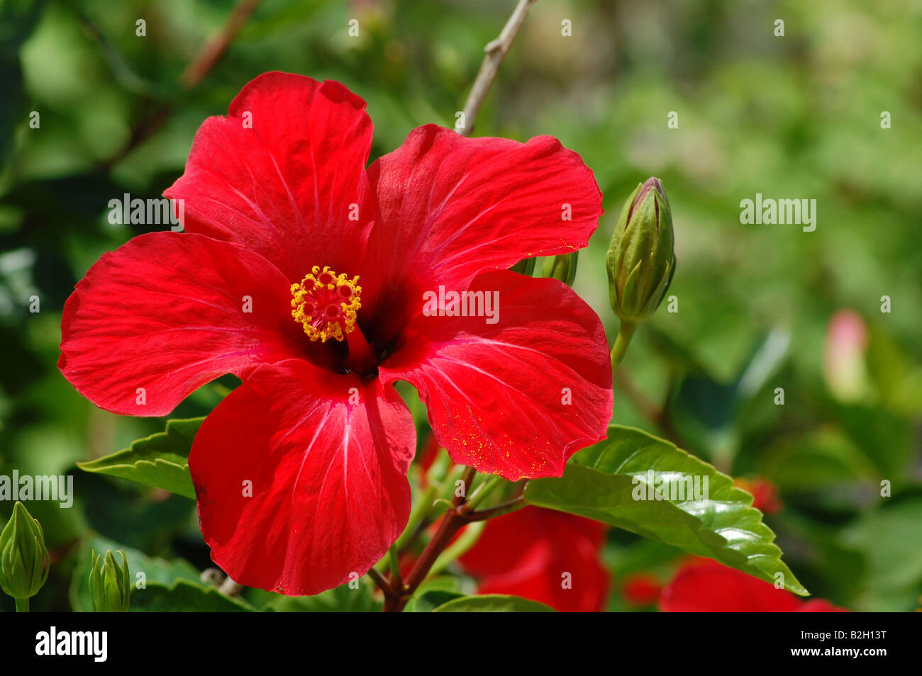 Red greek flower hi-res stock photography and images - Alamy