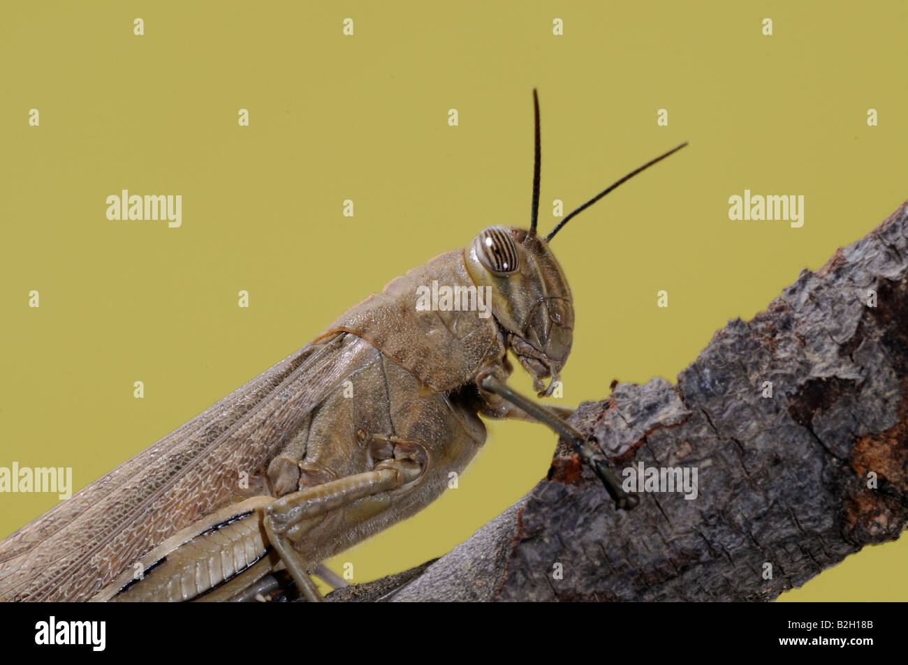 Grasshopper bug hi-res stock photography and images - Alamy
