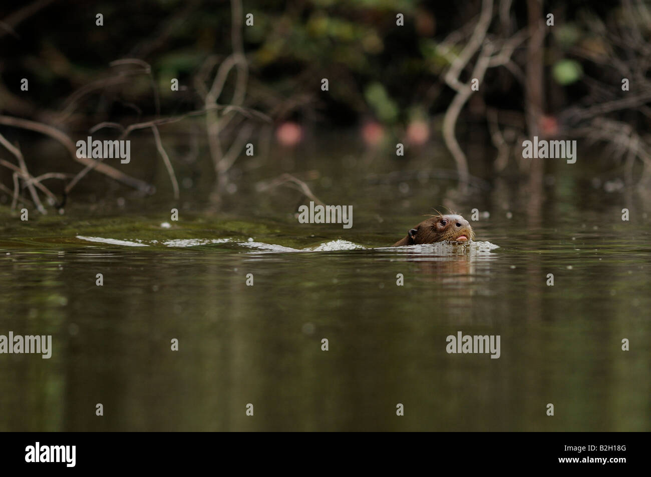 GIANT OTTERS Pteronura brasiliensis WILD, Yavari River, Amazonian Peru ...