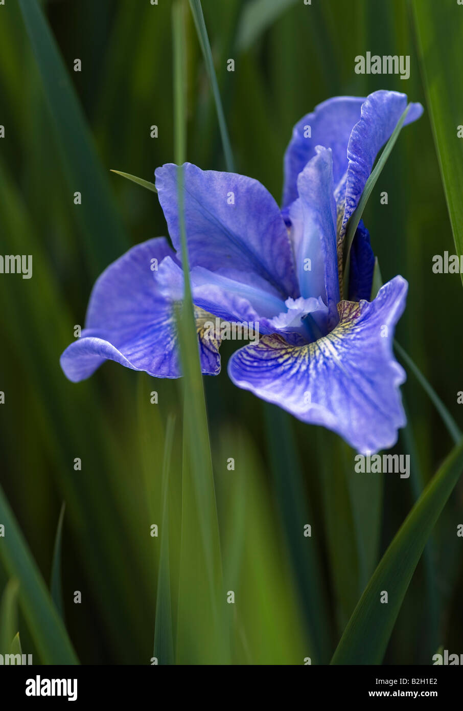 IRIS SIBIRICA SOFT BLUE Stock Photo - Alamy