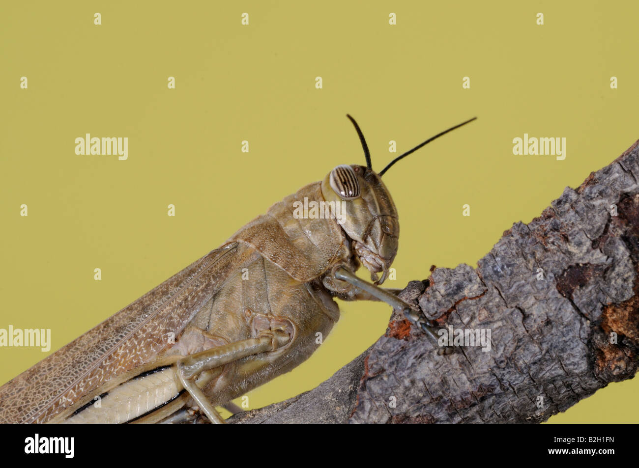 a grasshopper which is walking Stock Photo - Alamy