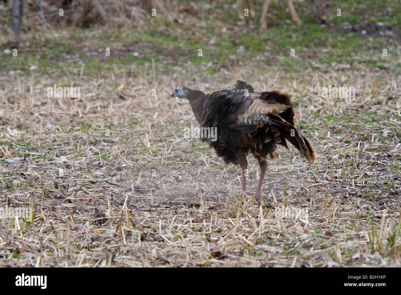 Eastern wild turkey hen dusting Stock Photo - Alamy