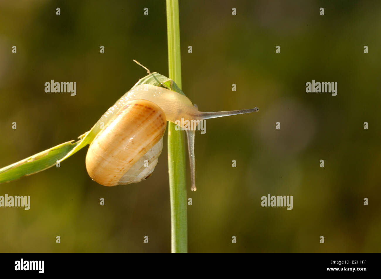 a picture of a snail Stock Photo - Alamy