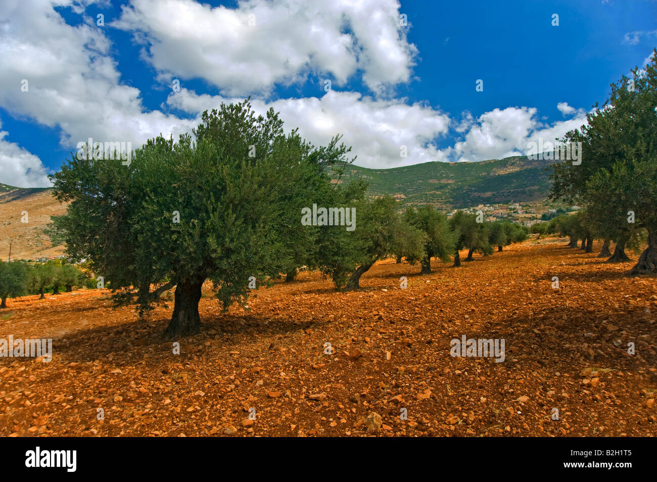 anciant olive grove in the Galilee Israel Stock Photo - Alamy