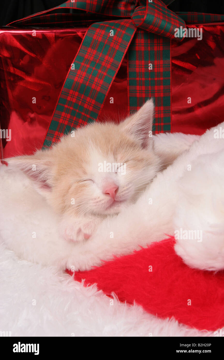 A tan and white kitten sleeping in a Santa hat surrounded by Christmas ...