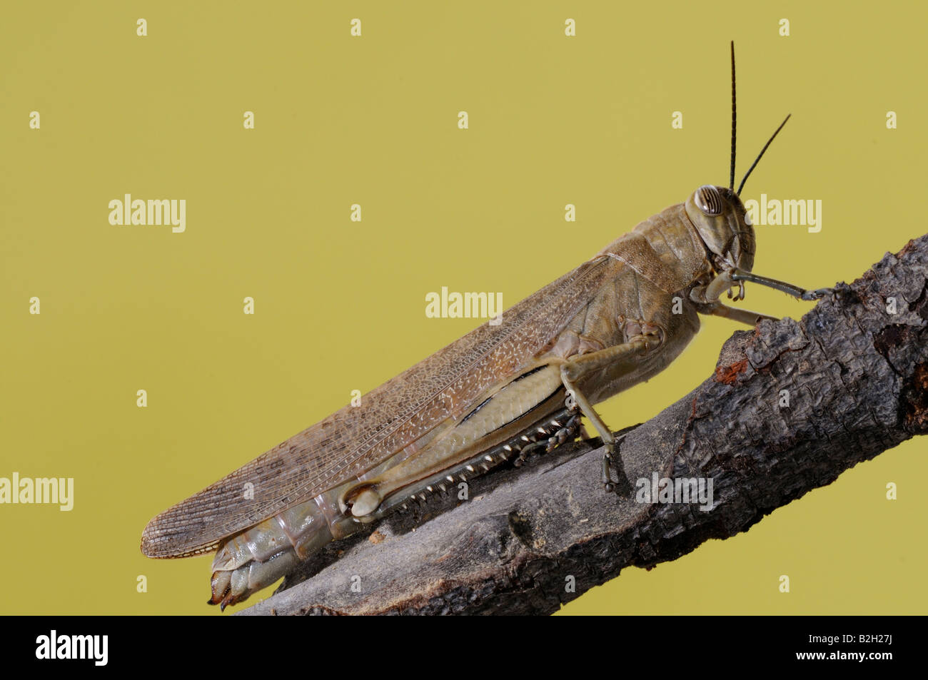 a grasshopper which is walking Stock Photo - Alamy