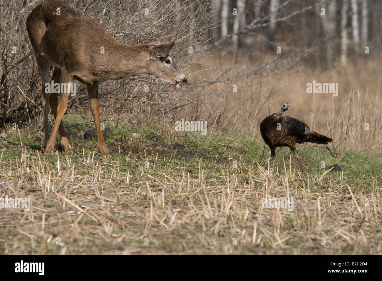 Runny Deer And Turkey
