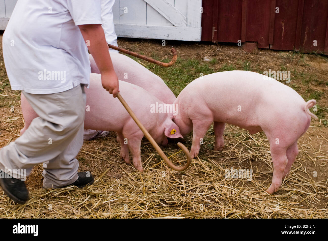 Young child showing a pig at a swine show at a fair in Connecticut USA ...