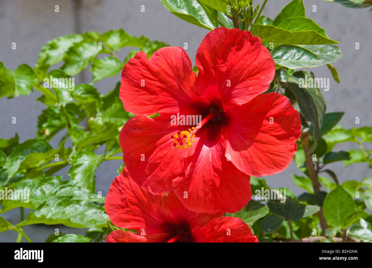 Red hibiscus flower growing outside house in Malia Old Town on the ...