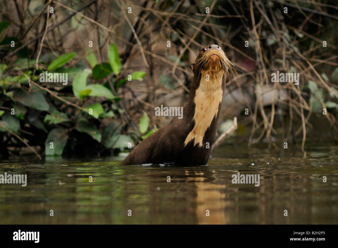 GIANT OTTERS Pteronura brasiliensis WILD, Yavari River, Amazonian Peru ...