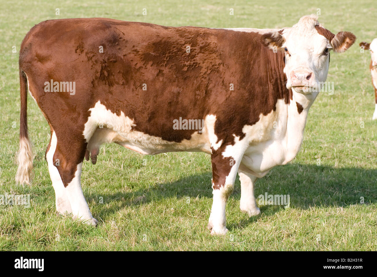 A cow in a field Stock Photo - Alamy