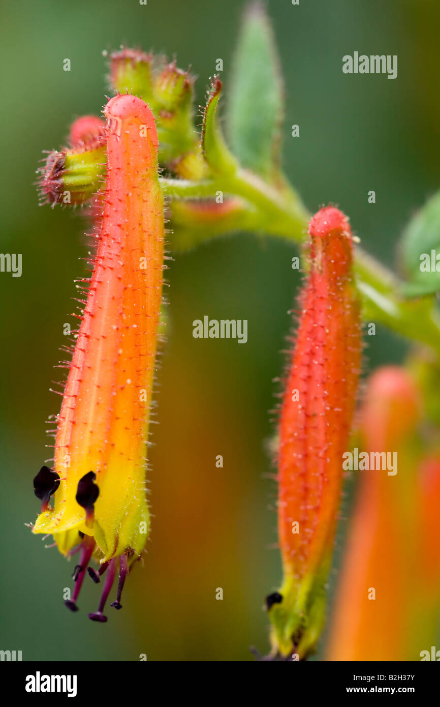 Cuphea cyanea hi-res stock photography and images - Alamy