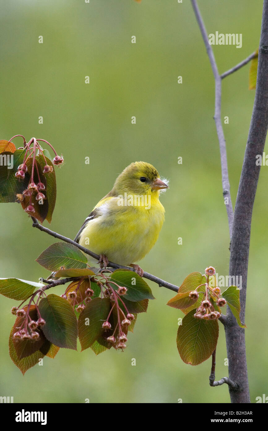 Female American goldfinch Stock Photo - Alamy