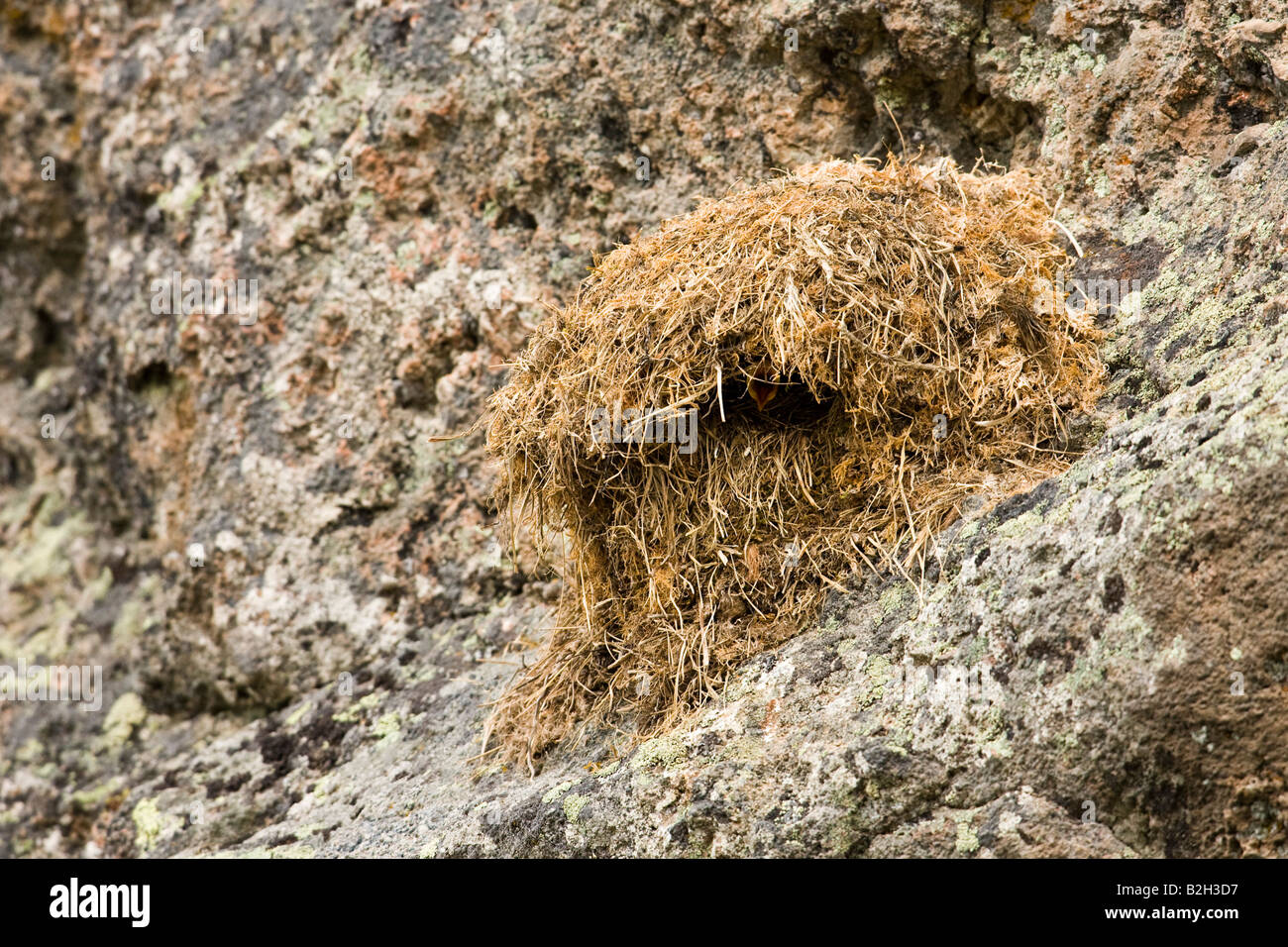 American Dipper (Cinclus mexicanus) nest. These birds nest on ledges of ...