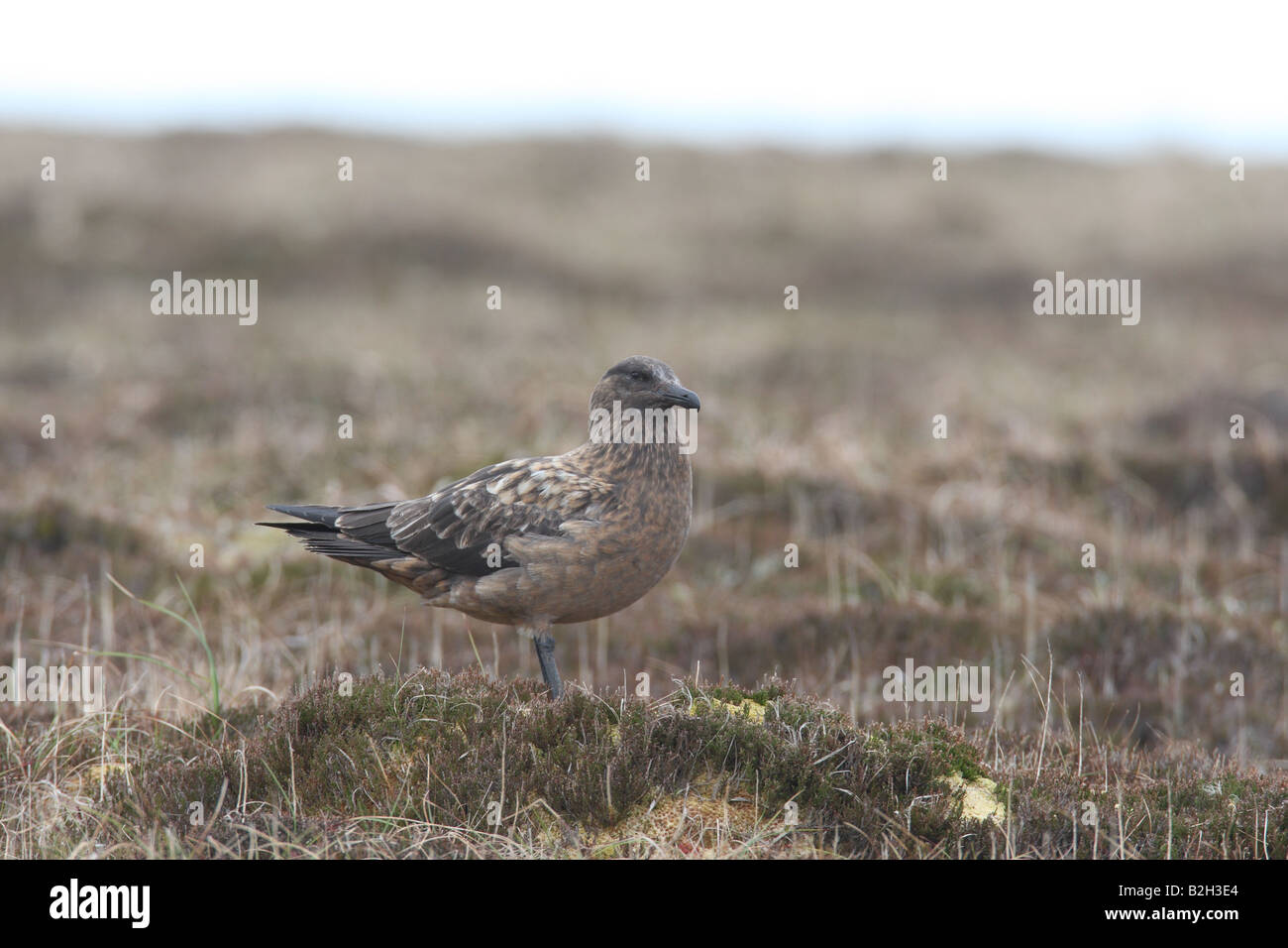 ARCTIC SKUA Stercorarius parasiticus STANDING ON MOORLAND SIDE VIEW ...