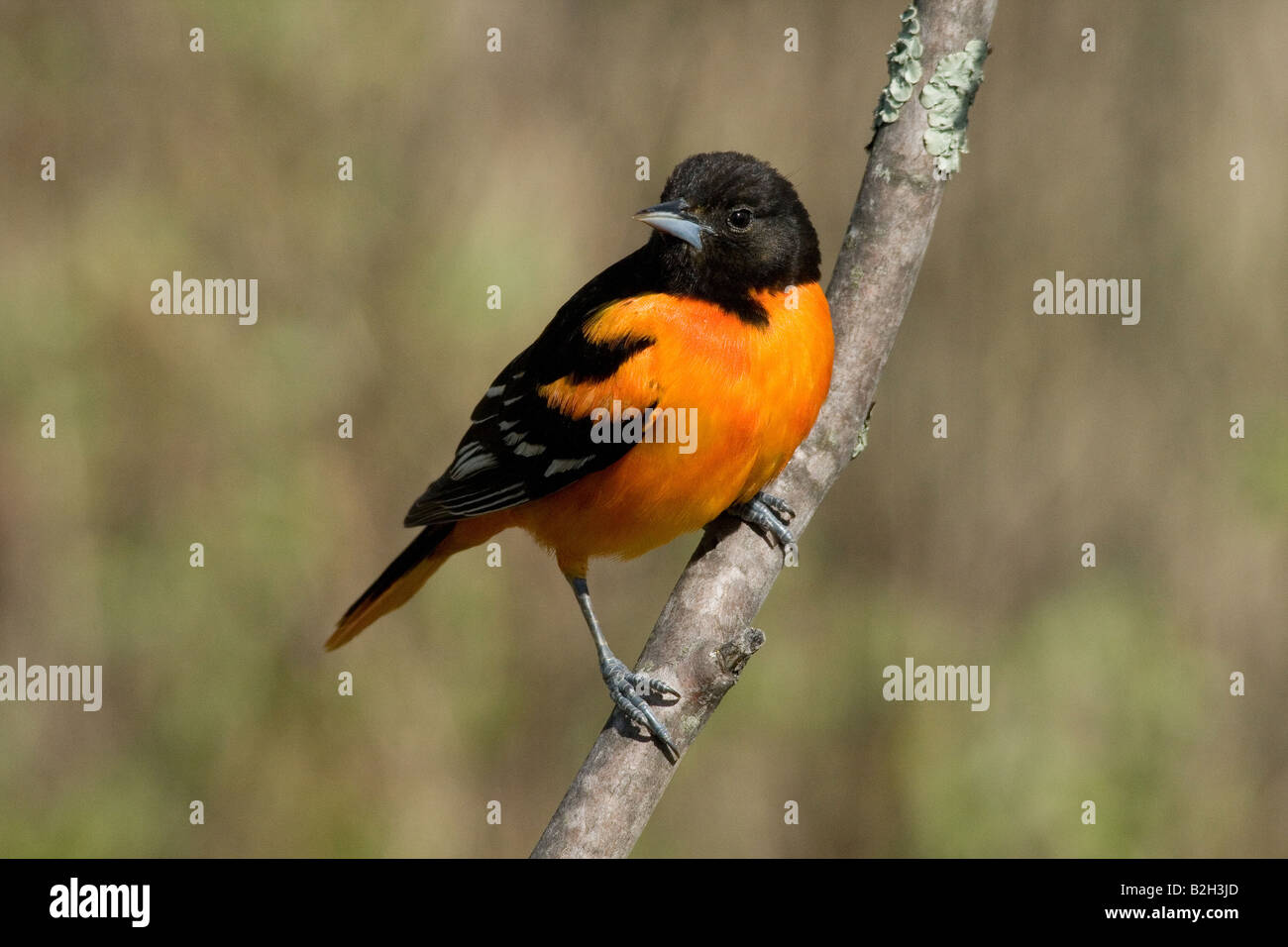 Male Baltimore oriole Stock Photo - Alamy