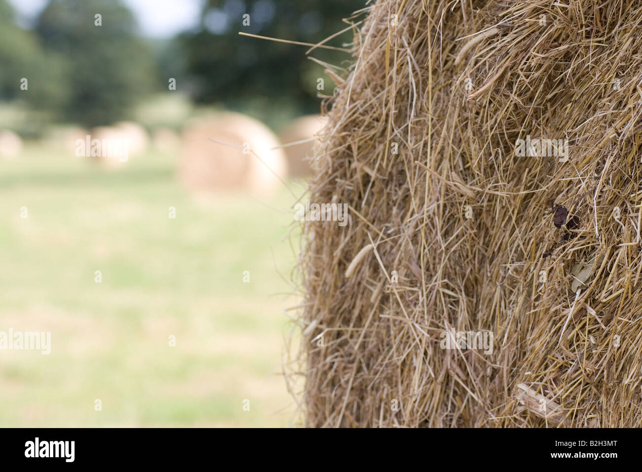 A round hay bail in a field in England Stock Photo - Alamy