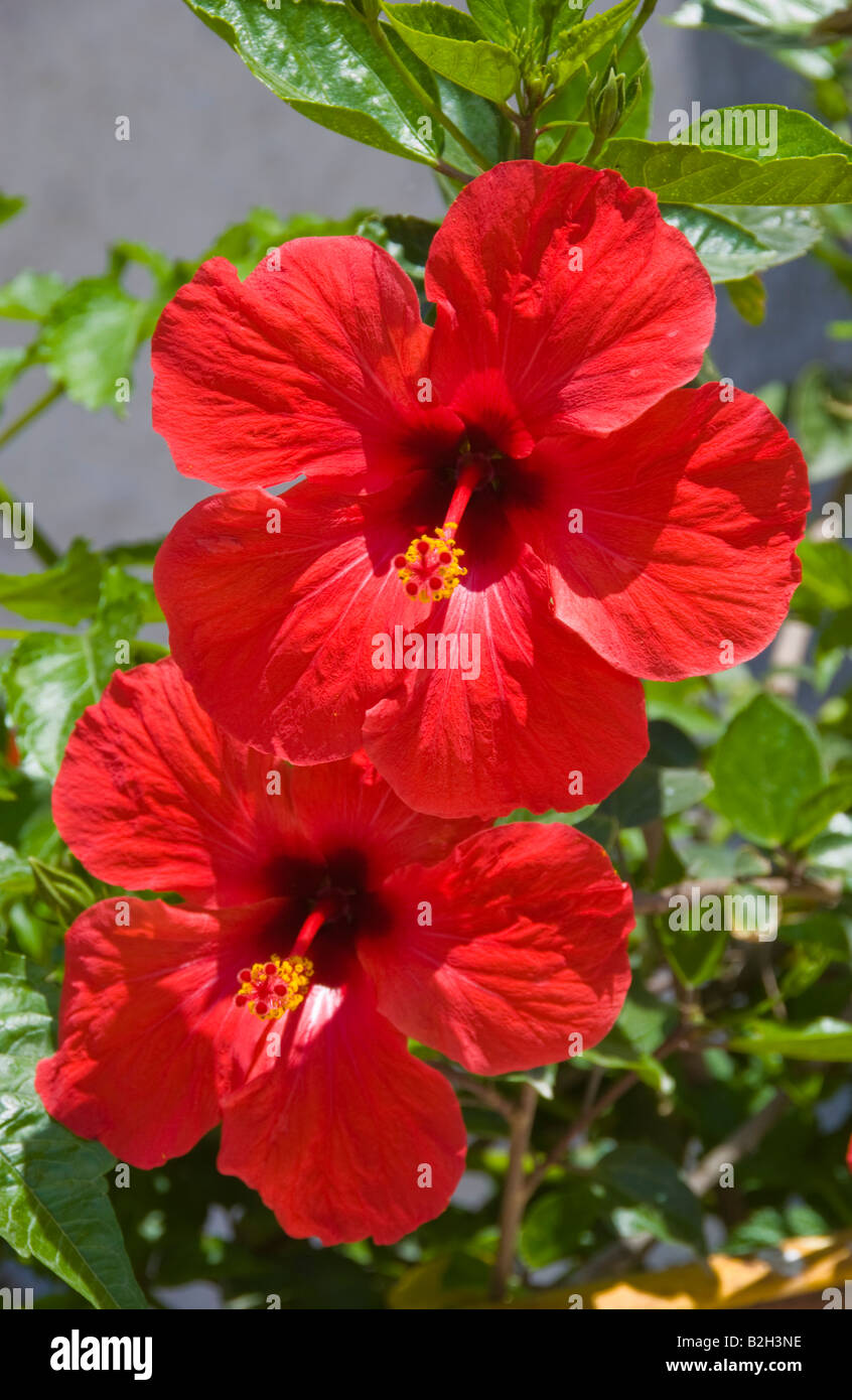 Red hibiscus flower growing outside house in Malia Old Town on the ...