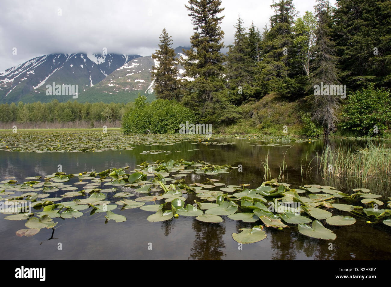 Pond with water plants and mountain in the background, in Alaska Stock ...