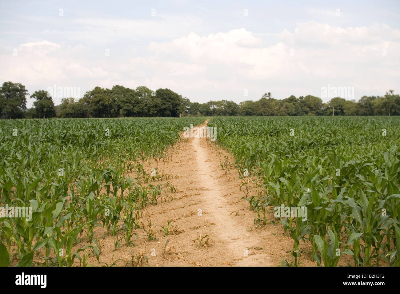 Path through a crop field Stock Photo - Alamy