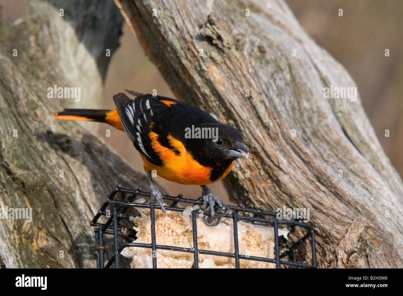 Male Baltimore oriole Stock Photo - Alamy