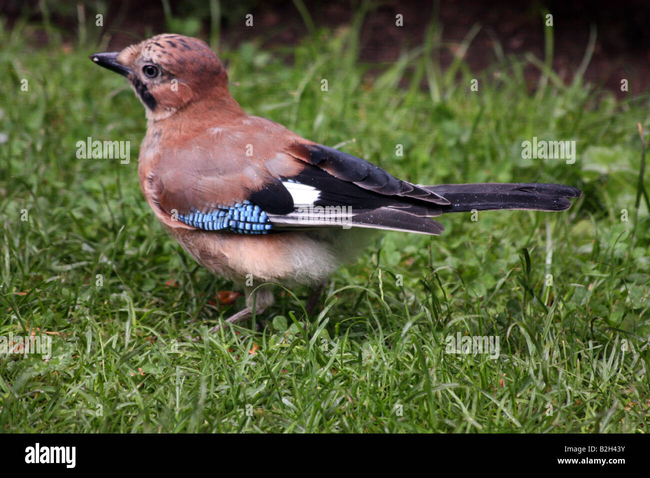 Colourful jay hi-res stock photography and images - Alamy