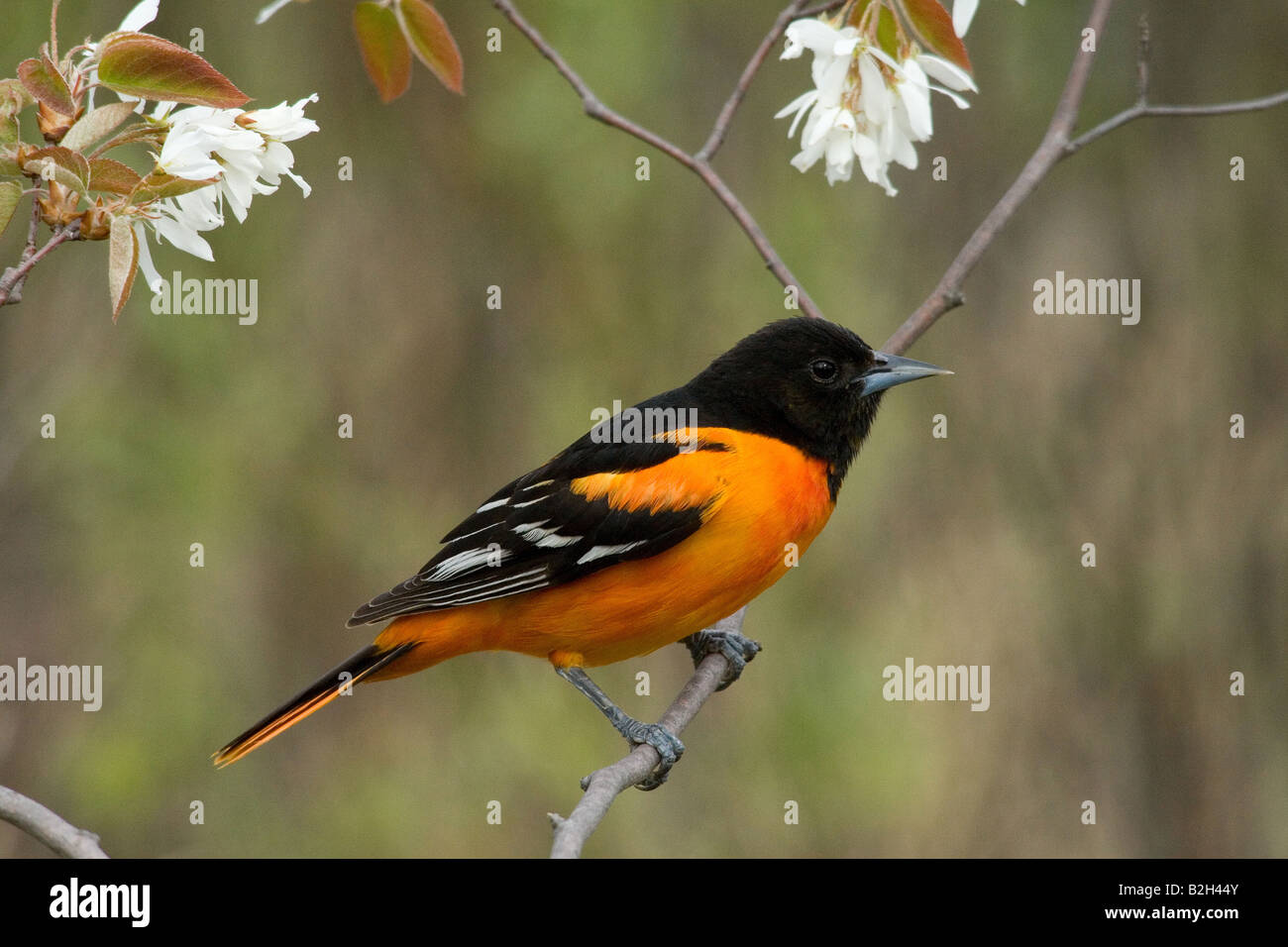 Baltimore oriole, bird, nest, hi-res stock photography and images - Alamy