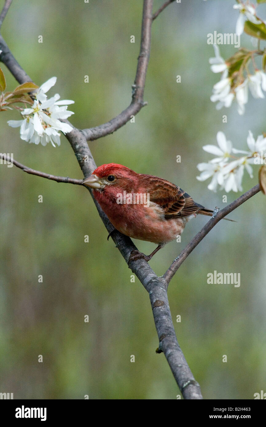 Purple finch male Stock Photo - Alamy