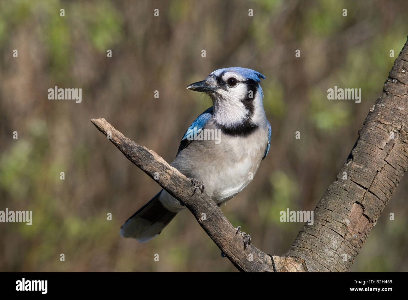 Grey blue jay hi-res stock photography and images - Alamy
