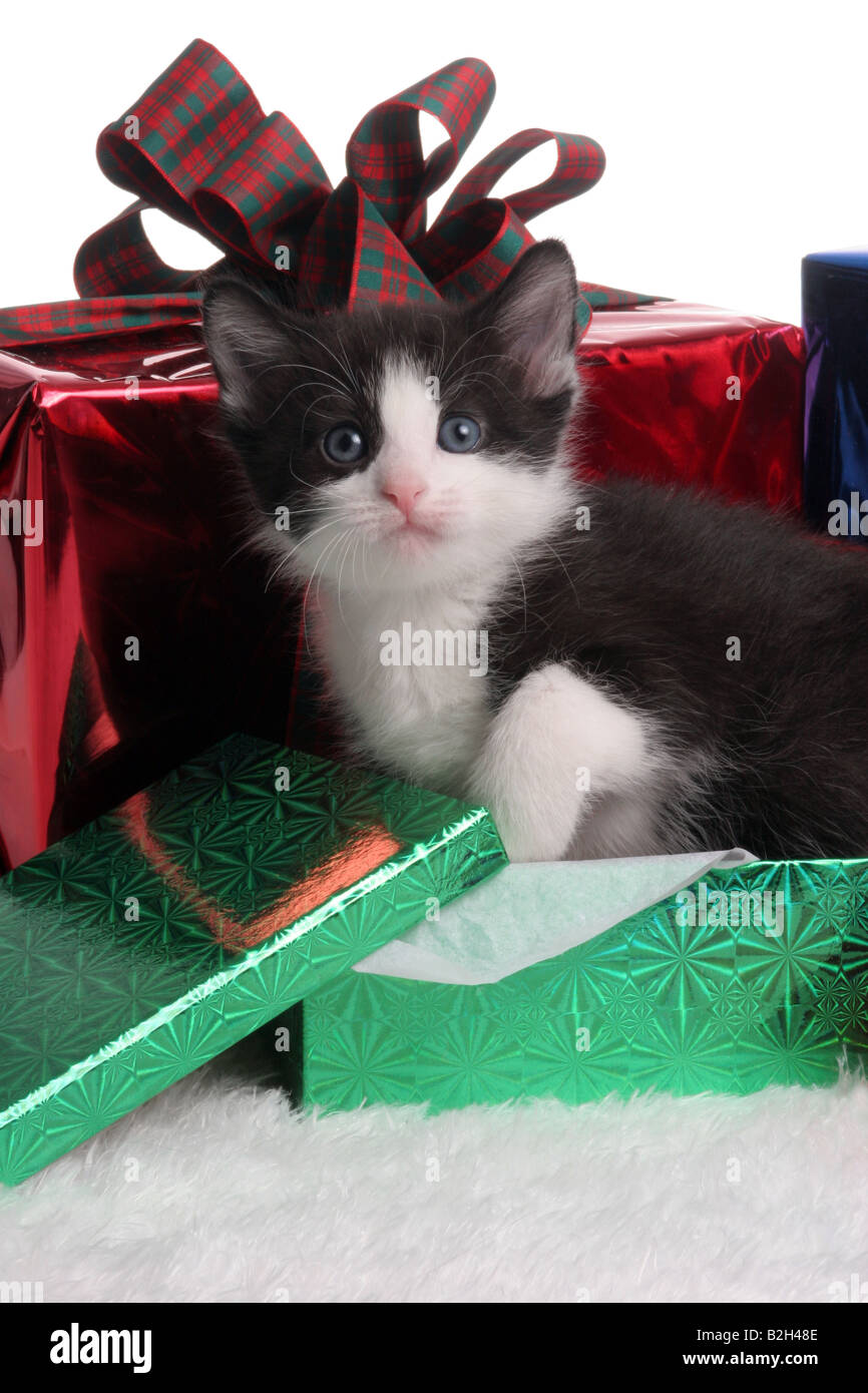 A black and white cat coming out of a Christmas Present box Stock Photo ...